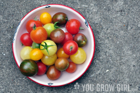 Tomatoes Worth Growing: Snow White – You Grow Girl
