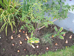 bulb mapping – You Grow Girl