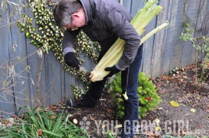 Growing and Eating Cardoon – You Grow Girl