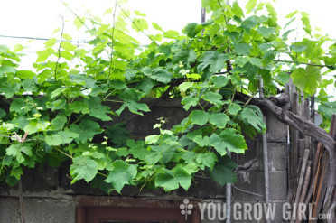 What’cha Growin? Podcast Episode #8 Abbey Huggan – You Grow Girl