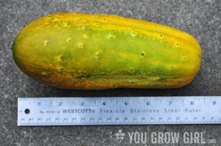 Attack of the Colossal Cucumber – You Grow Girl