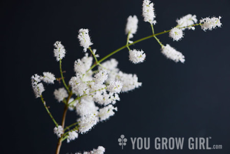 Iboza in Bloom – You Grow Girl