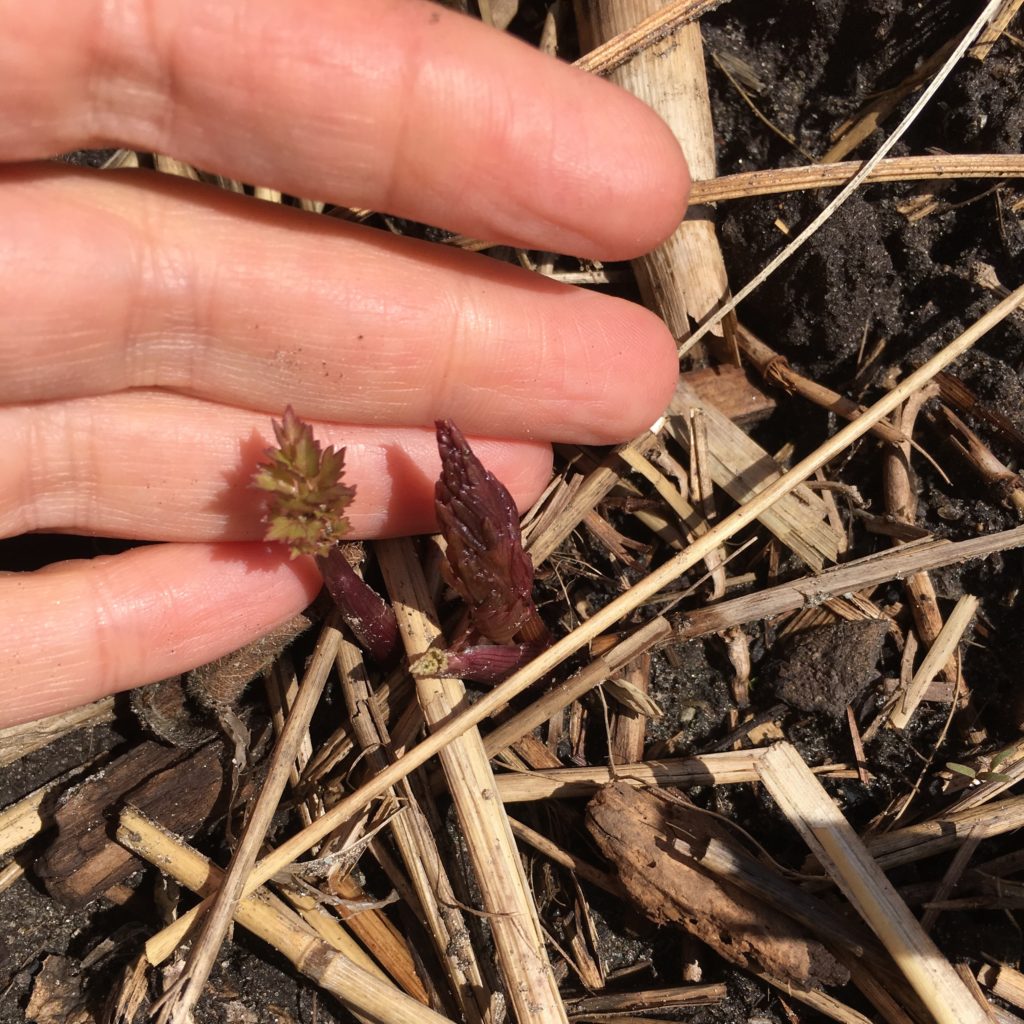 Spring Edibles on the Way – You Grow Girl