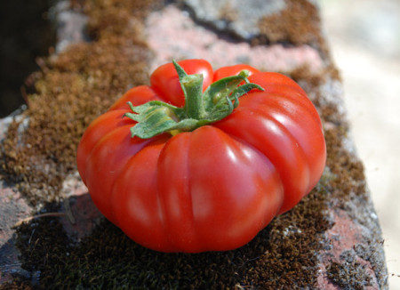 What’cha Growin? Podcast Episode #4 Kelly Gilliam – You Grow Girl