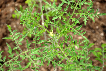 What’cha Growin? Podcast Episode #4 Kelly Gilliam – You Grow Girl