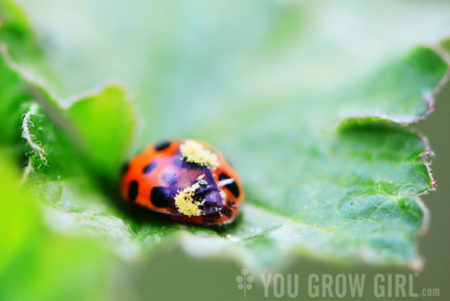 Parasitized Ladybug – You Grow Girl