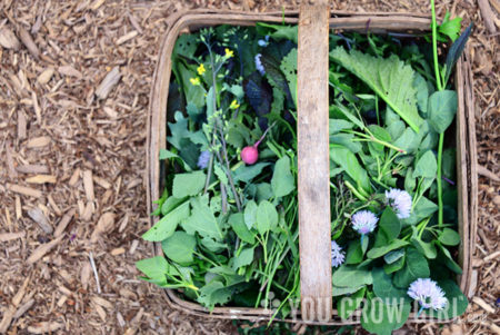 A Complete List of Leafy Greens Grown in the 2017 Season – You Grow Girl