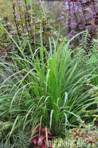 Lemongrass: A Thrifty, Edible Grass for the Garden – You Grow Girl