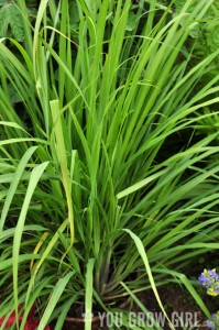 Lemongrass: A Thrifty, Edible Grass for the Garden – You Grow Girl