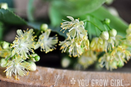 Foraging for Linden Flowers – You Grow Girl