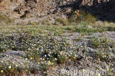 The Heart of the Mojave: More Early Spring California Desert ...