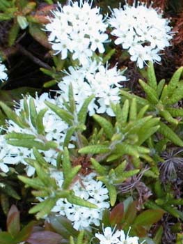 Flowers of “The Rock” – A Flora-logue of Newfoundland – You Grow Girl