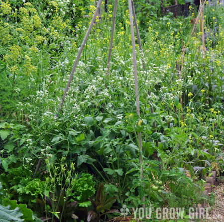 Pickled Radish Seed Pods 2 Ways – You Grow Girl