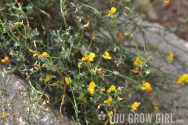 Early Spring California Desert Wildflowers – You Grow Girl