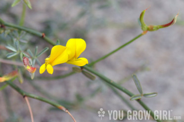Early Spring California Desert Wildflowers – You Grow Girl