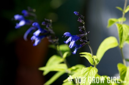 ‘Black and Blue’ Salvia – You Grow Girl