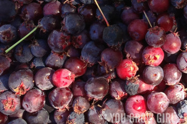 Serviceberry Jam – You Grow Girl