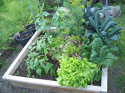 Square Foot Gardening Box 2 – You Grow Girl