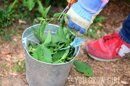 In Praise of Stinging Nettle – You Grow Girl