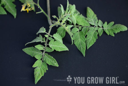 Tomatoes Worth Growing: Velvet Red – You Grow Girl
