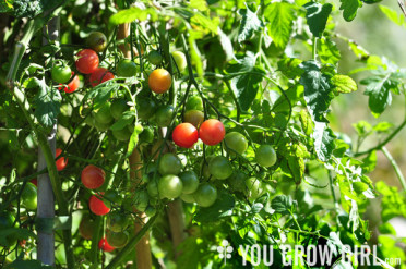 Tomatoes Worth Growing: Rose Quartz Multiflora – You Grow Girl