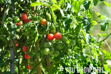 Tomatoes Worth Growing: Rose Quartz Multiflora – You Grow Girl