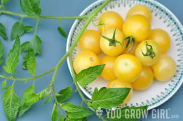 Tomatoes Worth Growing: Snow White – You Grow Girl