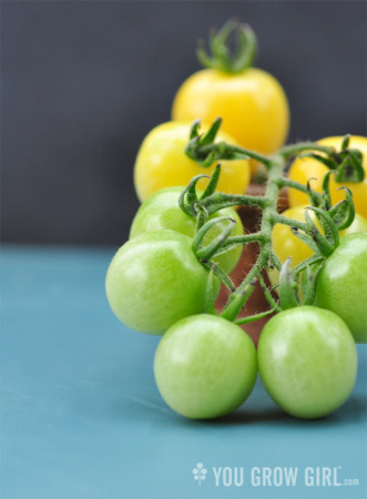 Tomatoes Worth Growing: Snow White – You Grow Girl