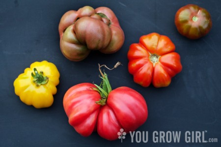 Tomatoes Worth Growing – You Grow Girl