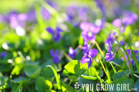 Much to Do with Violets – You Grow Girl