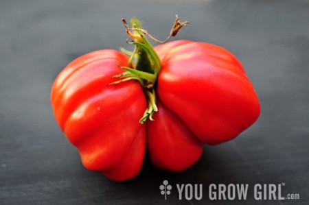 Five Gorgeous Ruffled Tomatoes Worth Growing – You Grow Girl